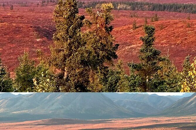 Denali Summer Winter Trial Shuttle with Professional Camera - The Sum Up
