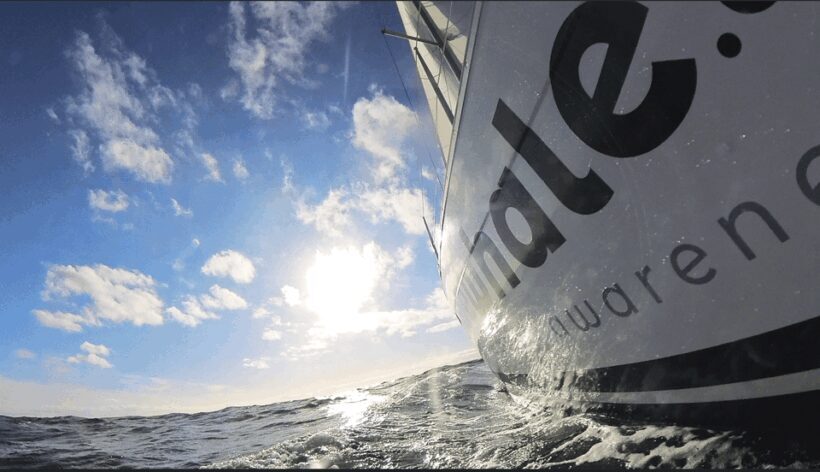 Denia: Sunset Electric Sailboat Cruise with Dolphin Spotting - Frequently Asked Questions (FAQs)