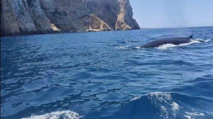 Denia: The fascination of diving on the Costa Blanca - FAQ