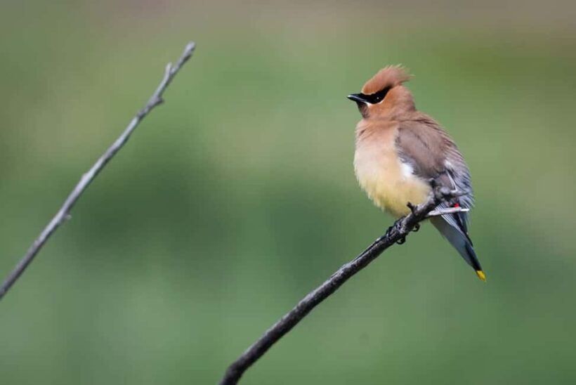 Denver: Birding Basics and Beyond - A Closer Look at the Denver Birding Tour Experience