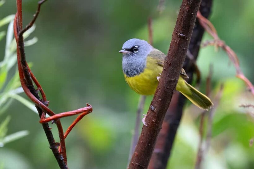 Denver: Birding Basics and Beyond - The Sum Up