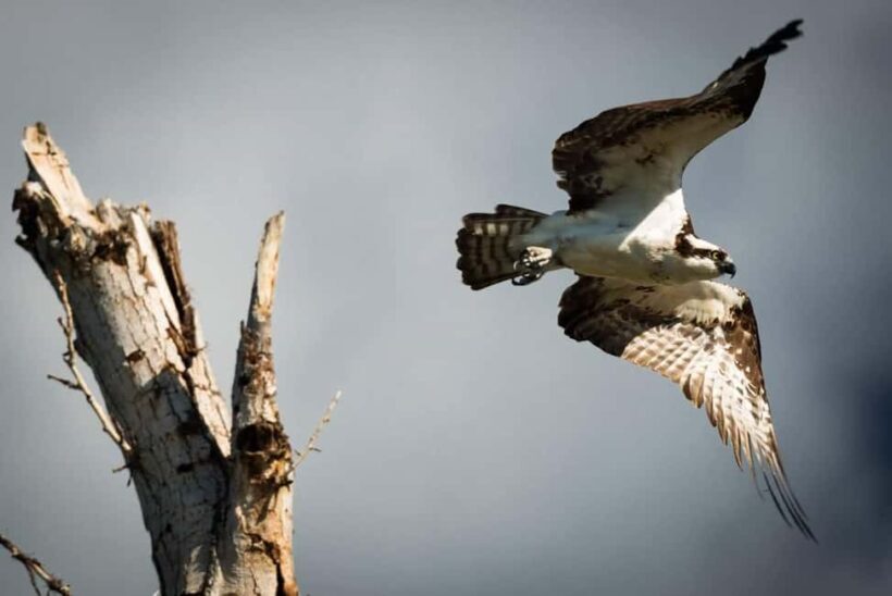 Denver: Birding Basics and Beyond - FAQ