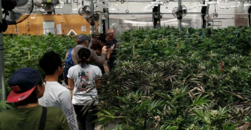 Denver: Buds & Brews Cannabis Grow Tour and Brewery Visit - FAQs