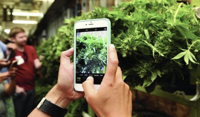 Denver: Cannabis Tour with Grow Facility Access - What Makes This Tour Stand Out?