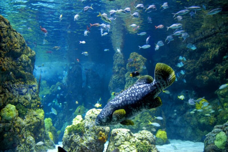 Denver: CityPASS® with Access to 3, 4 or 5 Attractions - Practical Considerations