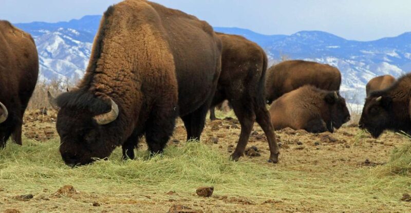 Denver: Get High on a Mountain Tour with Sunset Views - Top Reasons to Try This Tour