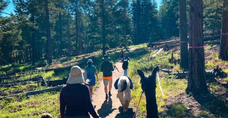 Denver: Llama Hike in the Rocky Mountains - The Value and Why It Works
