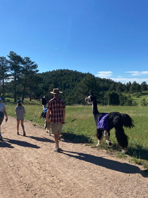 Denver: Llama Hike in the Rocky Mountains - Practical Details and Logistics