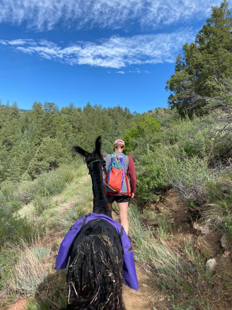 Denver: Llama Hike in the Rocky Mountains - The Sum Up