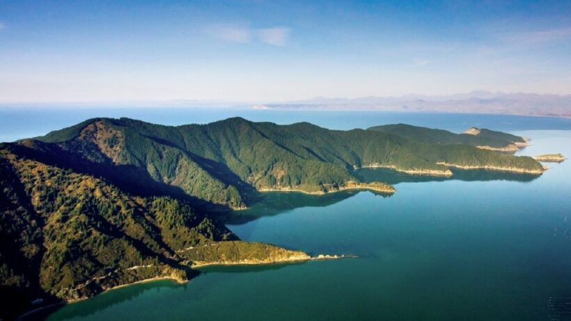 Depart Picton: Marlborough Sounds Afternoon Seafood Cruise - Authentic Experiences and Guest Feedback