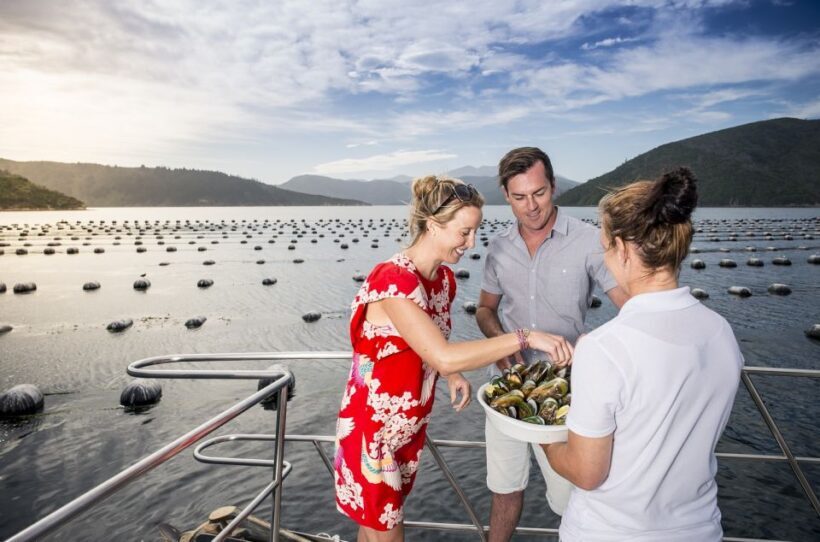 Depart Picton: Marlborough Sounds Afternoon Seafood Cruise - Who Will Love This Tour?