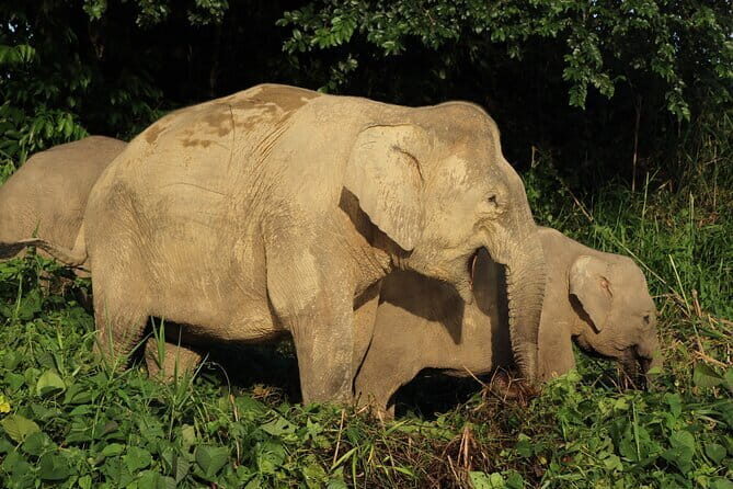 Deramakot Forest Safari Tour 3D2N - Introduction