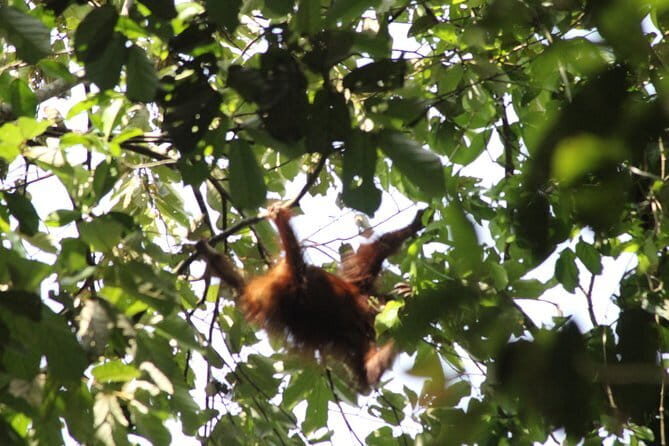 Deramakot Forest Safari Tour 3D2N - Frequently Asked Questions
