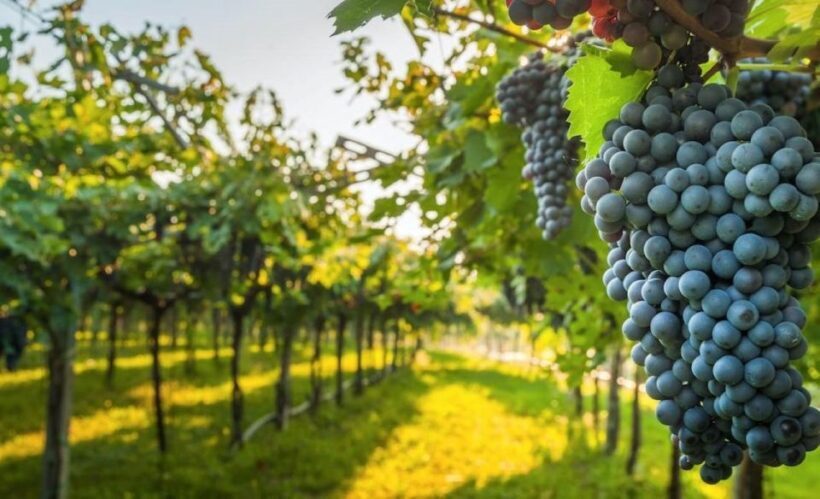 Desde Lima: Tour Ica Paracas Islas Ballesta full day - Who Is This Tour Best For?