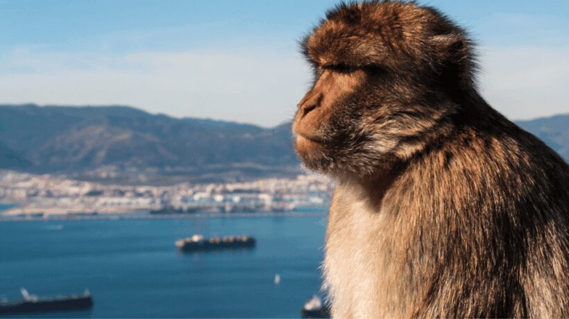 Desde Málaga y la Costa del Sol: Compras en Gibraltar - Key Points