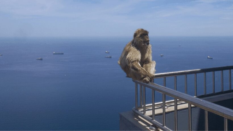 Desde Málaga y la Costa del Sol: Compras en Gibraltar - Introduction: What to Expect from This Gibraltar Shopping Tour