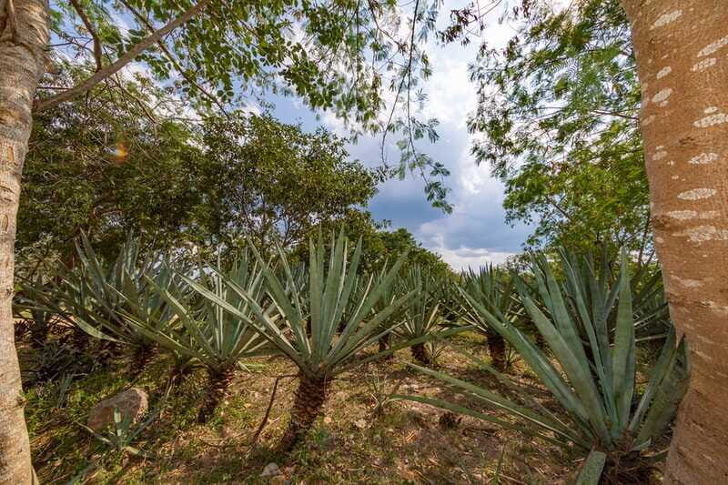 Desde Mérida: Haciendas de Yucatán - The Sum Up