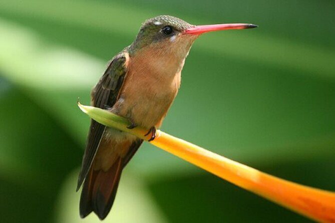Desembocada and Ameca River Bird Paradise (Wetland and Tropical birds in PV) - Who Will Love This Tour?