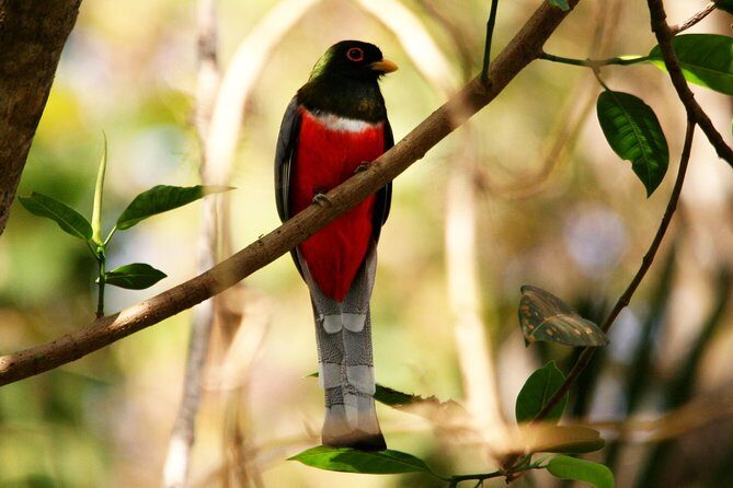 Desembocada and Ameca River Bird Paradise (Wetland and Tropical birds in PV) - The Sum Up