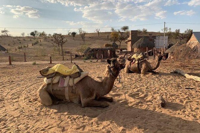 Desert Camel Safari Day Tour In Jodhpur - Return Journey