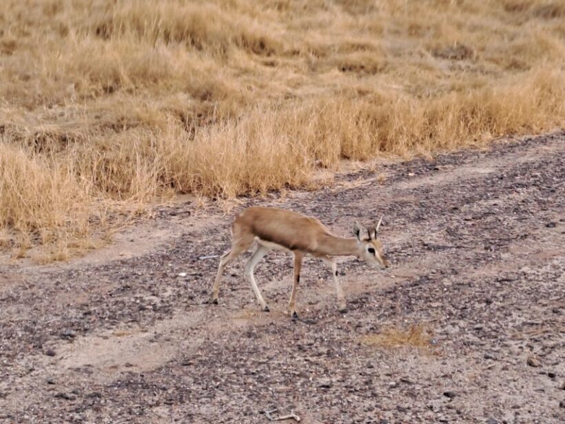 Desert Rose Jaisalmer: Overnight Stay Middle of Thar Desert - What to Pack and Practical Tips