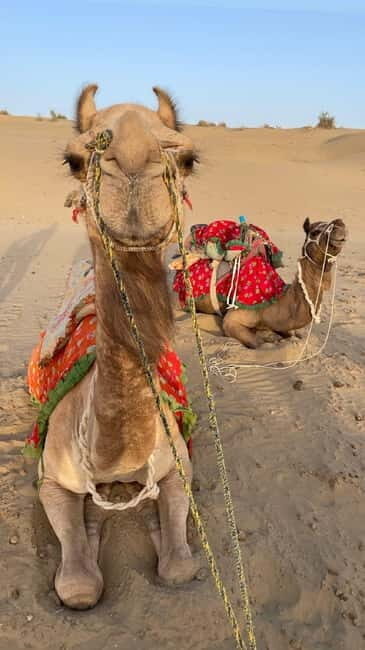 Desert Rose Jaisalmer: Overnight Stay Middle of Thar Desert - FAQ
