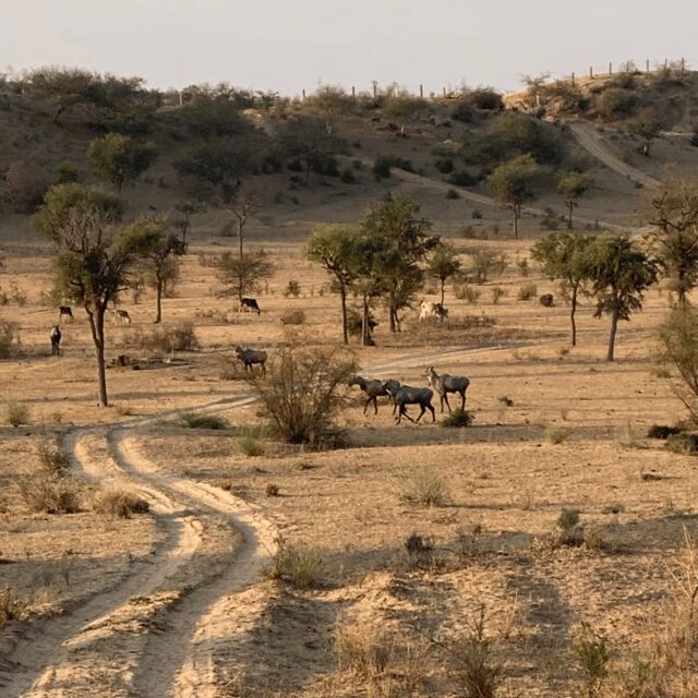Desert Safari In Jodhpur - Practical Details and Value