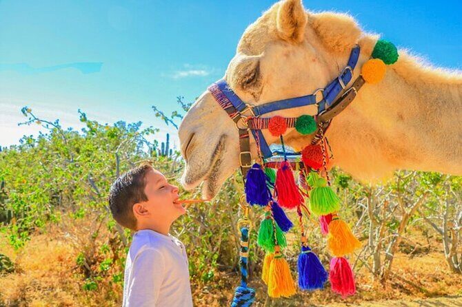 Desert & sea, Camel Safari tour in Los Cabos with lunch - Who Will Enjoy This Tour?