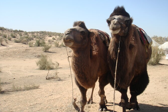 Desert Yurt Camp tour - 2 days (shared) - Transportation, Timing, and Group Size
