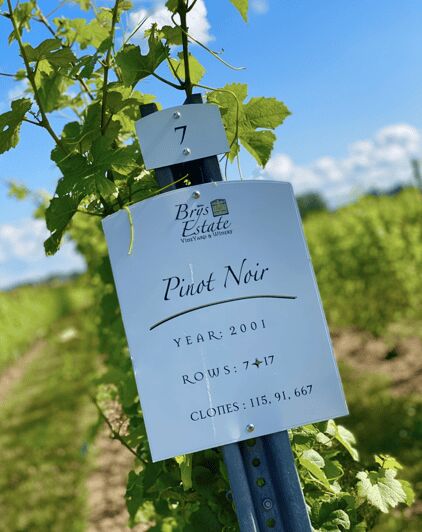 Designated Driver For Wine Tours - Traverse City - An In-Depth Look at the Experience