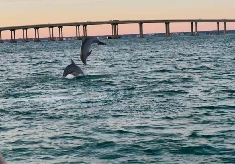 Destin: 90-Minute Boat Ride With Cruise Destin Bay - An Honest Look at the Destin 90-Minute Boat Ride