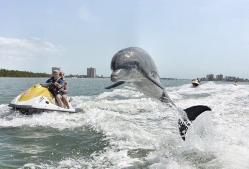Destin: Crab Island Dolphin Watching Jet Ski Tour - The Sum Up