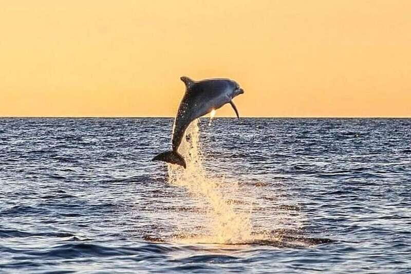 Destin: Dolphin Watching Cruise - A Quick Introduction to the Experience
