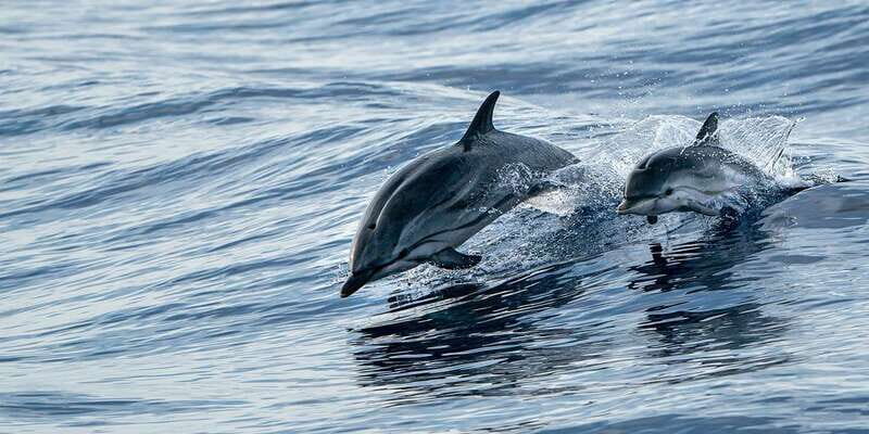 Destin: Dolphin Watching Cruise - Why This Tour Excels in Value and Experience