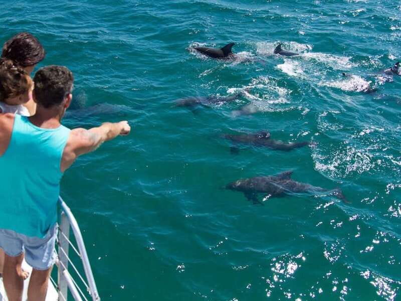 Destin: Dolphin Watching Cruise - Key Points