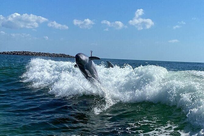 Destin Family Friendly Dolphin Watching Adventure - The Sum Up: Who Is This Tour Best For?