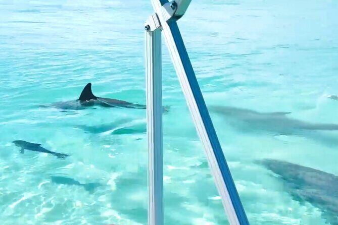Destin Harbor Boat Ride and Dolphin Watching on the Hopper - Final Thoughts