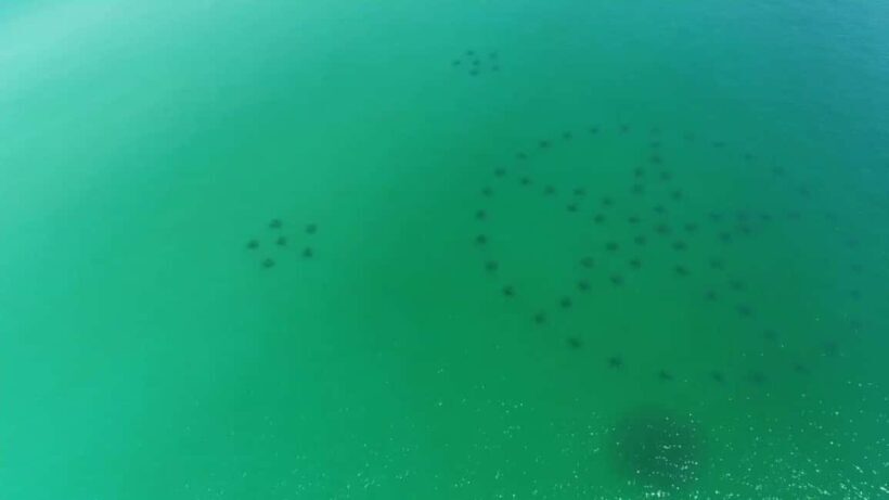 Destin: Reef Snorkeling Adventure - Who Will Love This Experience?