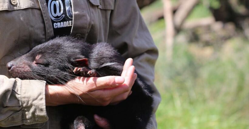 Devils at Cradle: Day Keeper Tour and Entry to Wildlife Park - Engaging Introduction