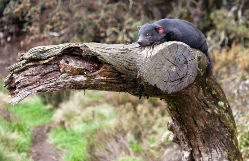 Devils at Cradle: Day Keeper Tour and Entry to Wildlife Park - The Location and Setting
