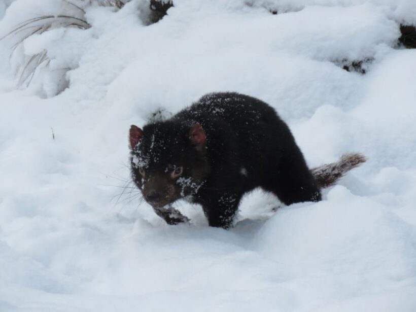 Devils at Cradle: Day Keeper Tour and Entry to Wildlife Park - What You’ll See and Experience