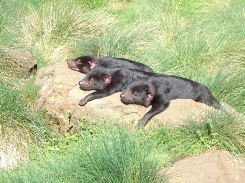 Devils at Cradle: Day Keeper Tour and Entry to Wildlife Park - Practical Details and Accessibility