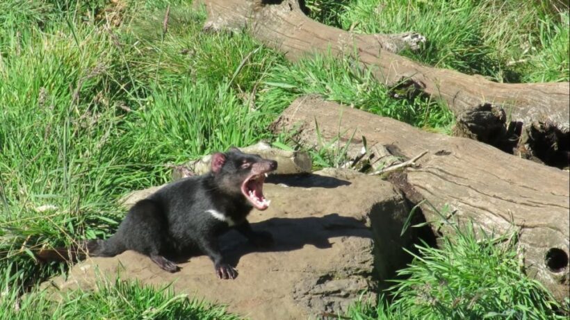 Devils at Cradle: Day Keeper Tour and Entry to Wildlife Park - What Reviewers Are Saying