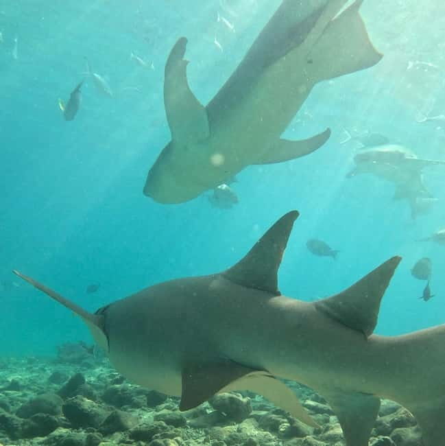 Dhiffushi: Snorkeling with Nurse Sharks - Key Points