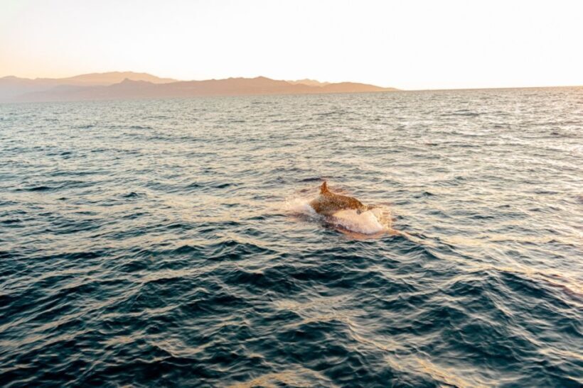 Dia Island: Semi-Private Full Day Sailing Trip with meal - Practical Details and Tips