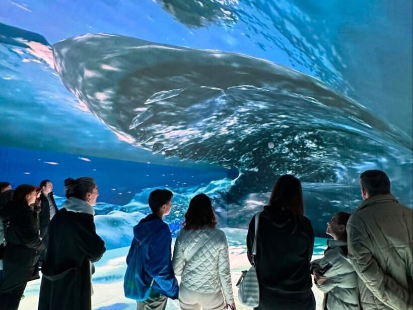 Digital Experience Museum Skip-the-Line Entry - The Experience for Different Visitors