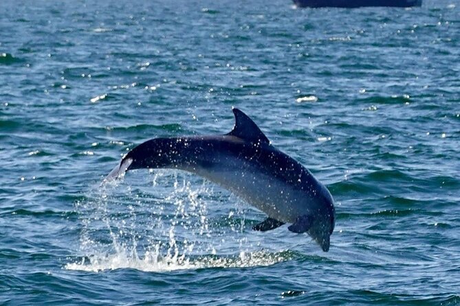 Dingle Boat Tours RIB Adventure Private - Who Should Consider This Tour?