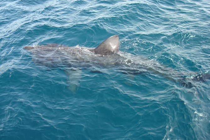 Dingle Boat Tours Wildlife RIB Adventure - Admiring the Scenic Blasket Islands