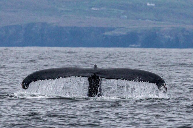 Dingle Boat Tours Wildlife RIB Adventure - Knowledgeable and Engaging Tour Guides