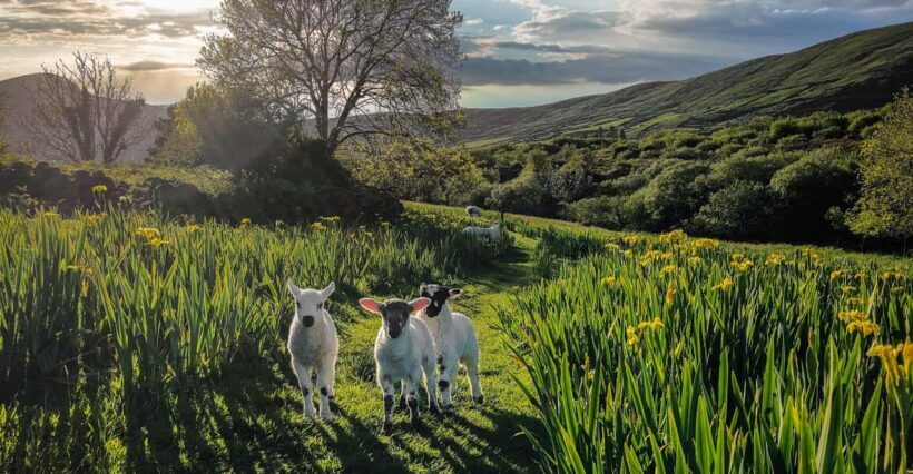 Dingle: HIdden Peninsula Photo And Sightseeing Tour - What Makes This Tour Stand Out